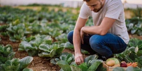 VEGETABLE FARMING BUSINESS PLAN: 2023 Template (Updated)